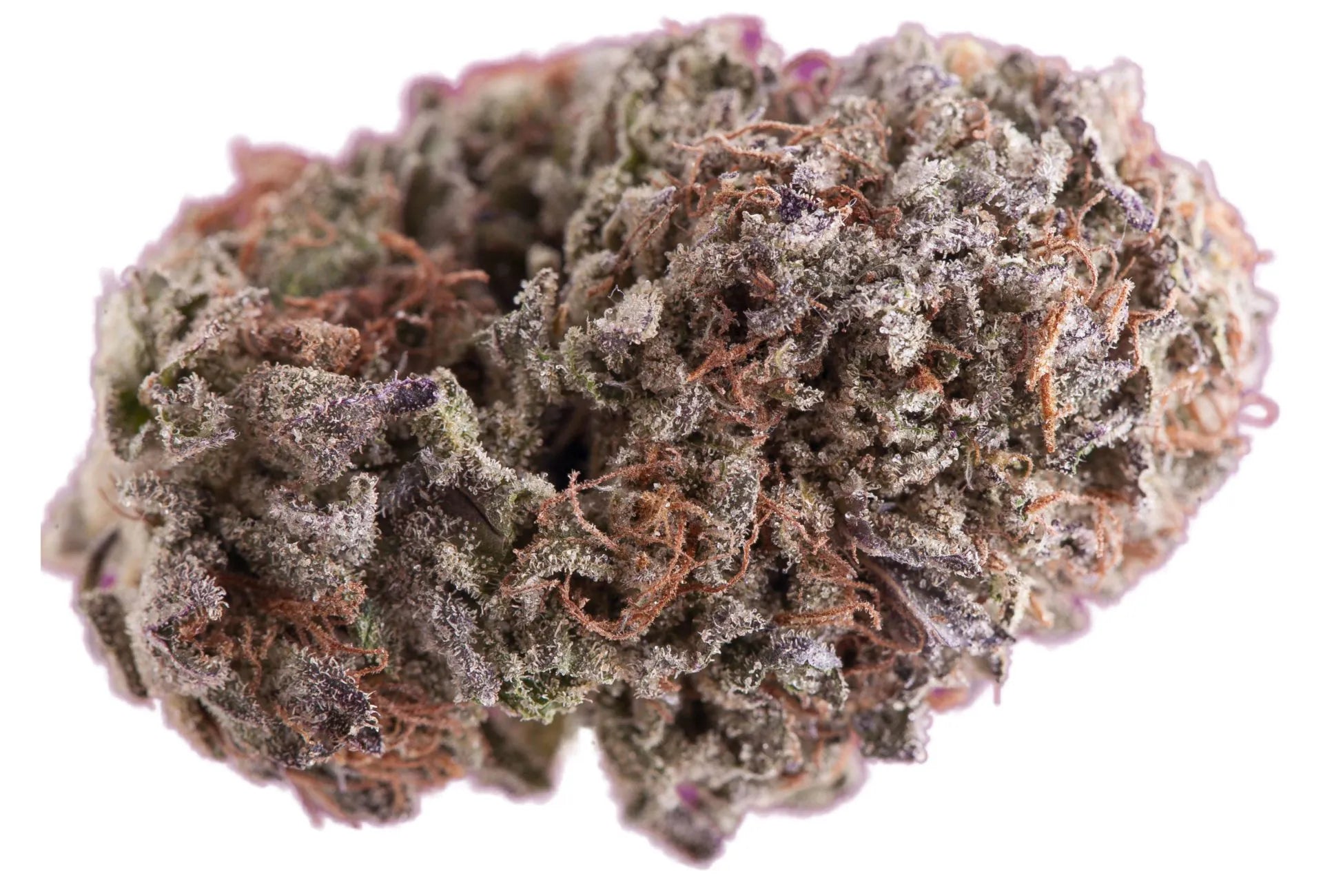 PURPLE KUSH (Indica/hybrid) – Weedrive